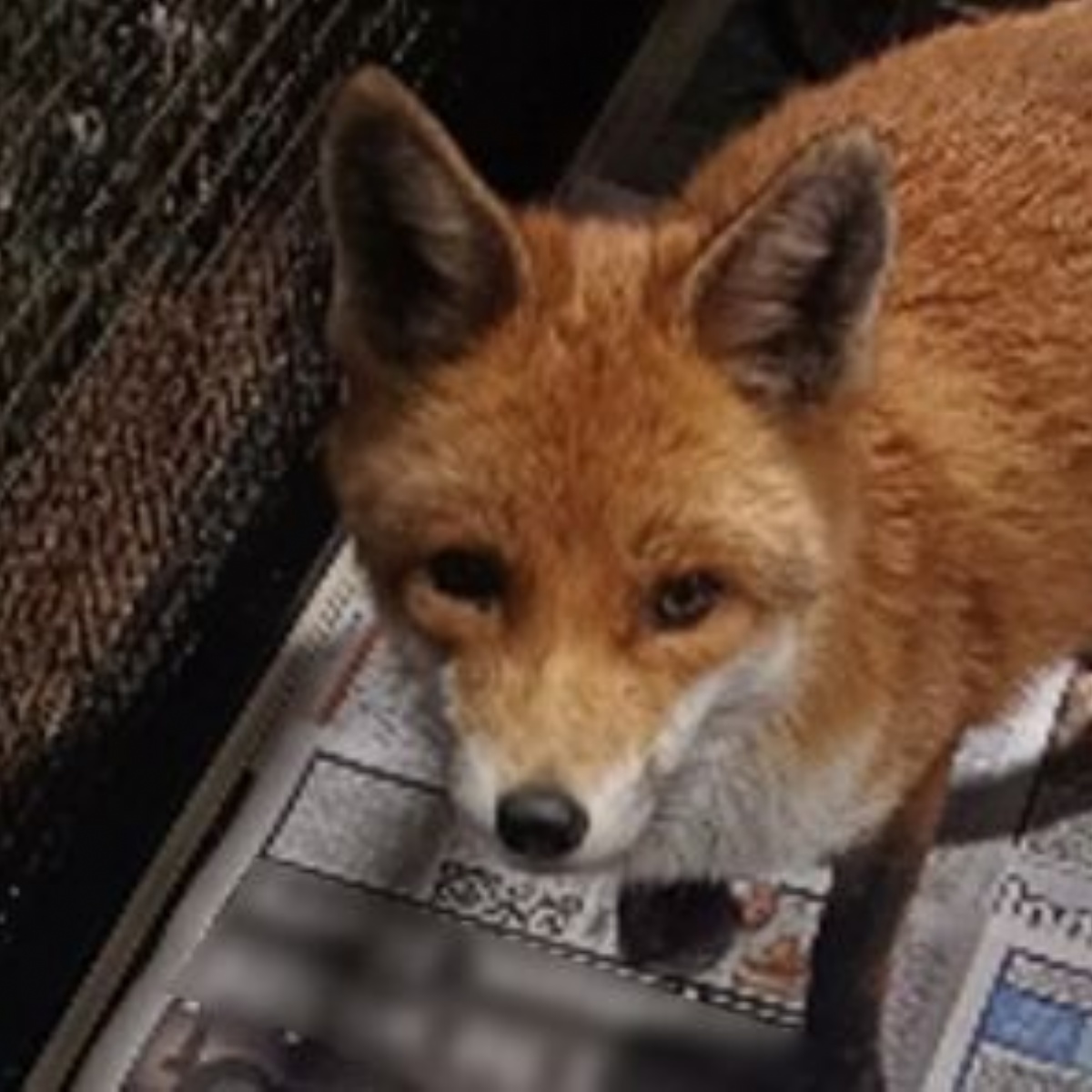 Tonbridge Grammar School - CAS Story: The Fox Project